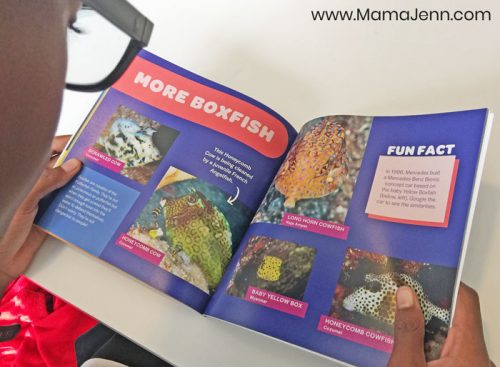 More Fish Faces: A Fun Fish Book for Kids